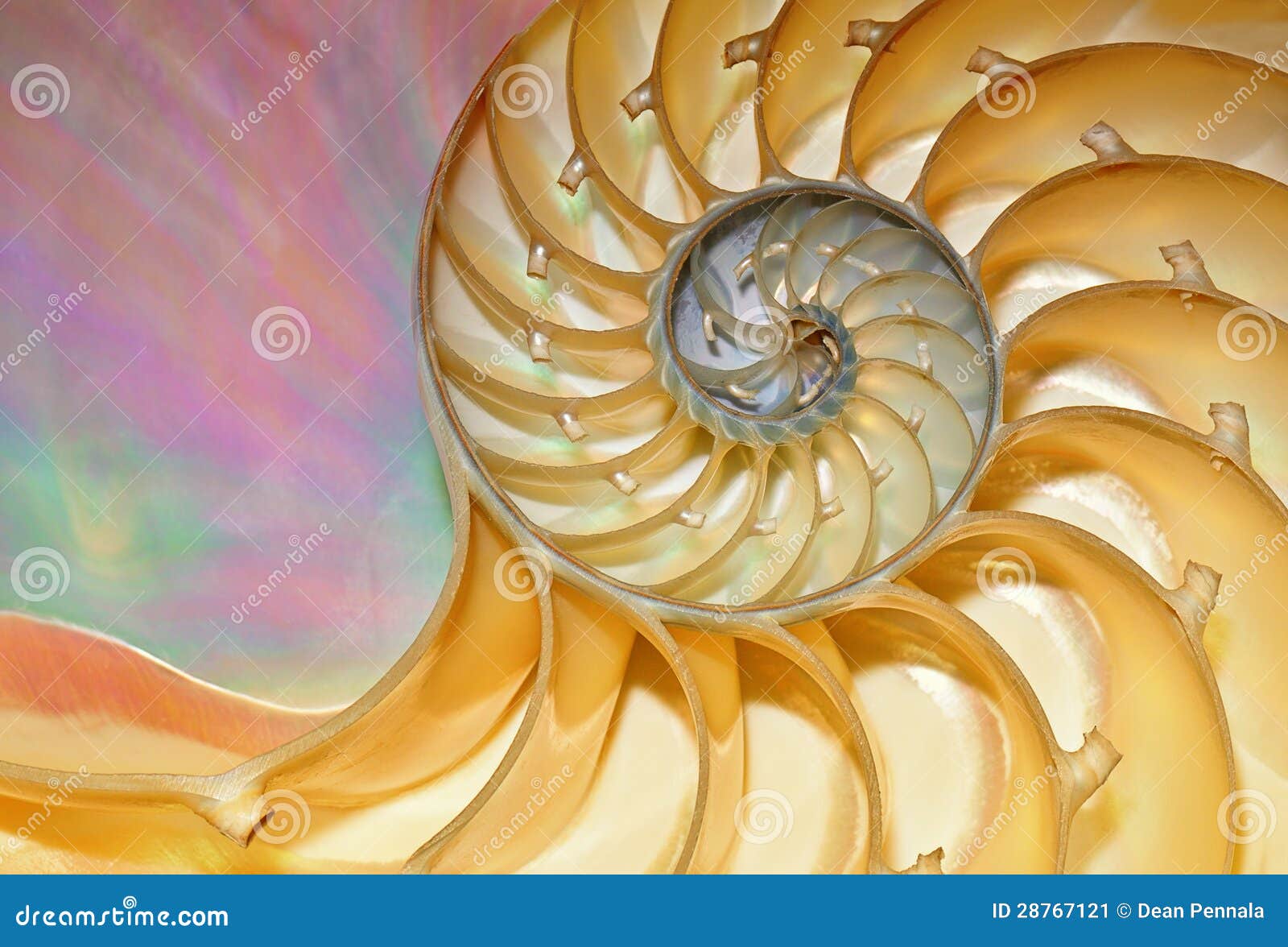 Nautilus Shell stock image. Image of natural, texture - 28767121 Nautilus Shell stock image. Image of natural, texture - 28767121