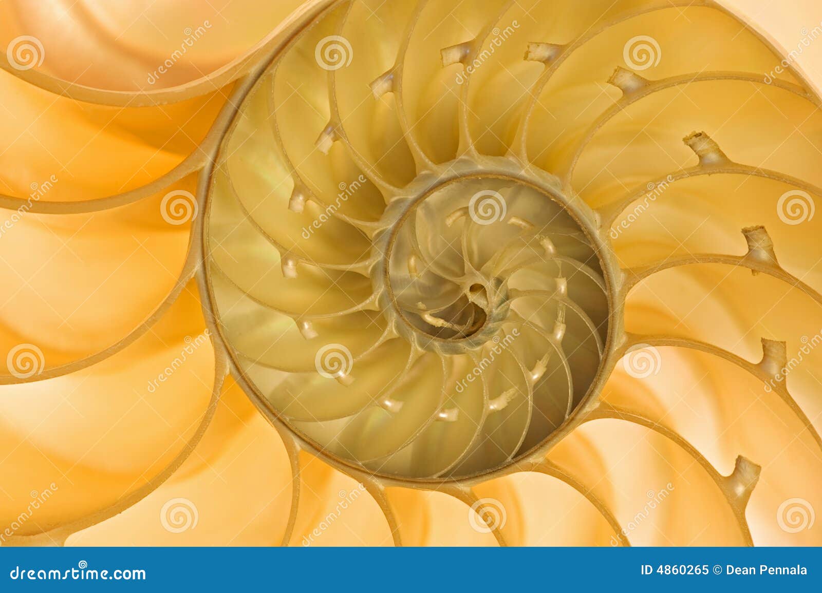 Nautilus Shell stock image. Image of luminous, close, ocean - 4860265