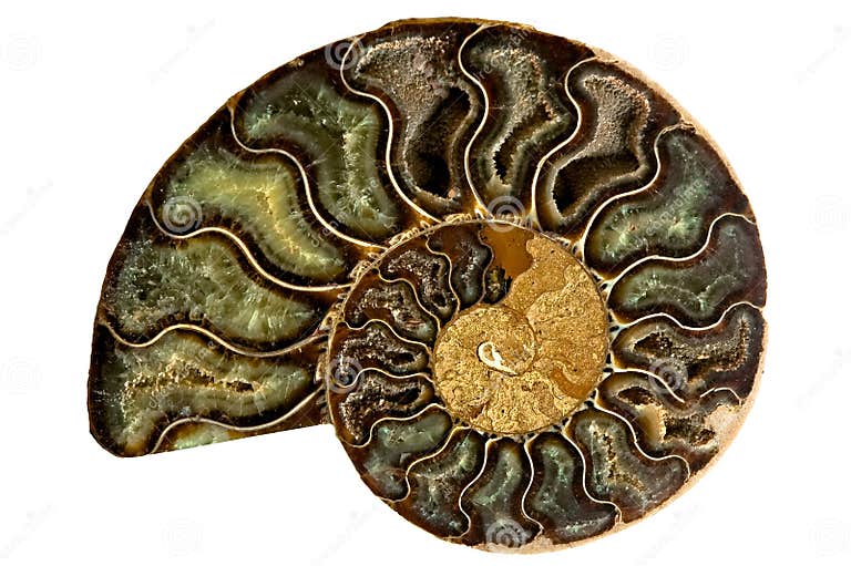 Nautilus Shell stock image. Image of ancient, curves, arnioceras - 4950071