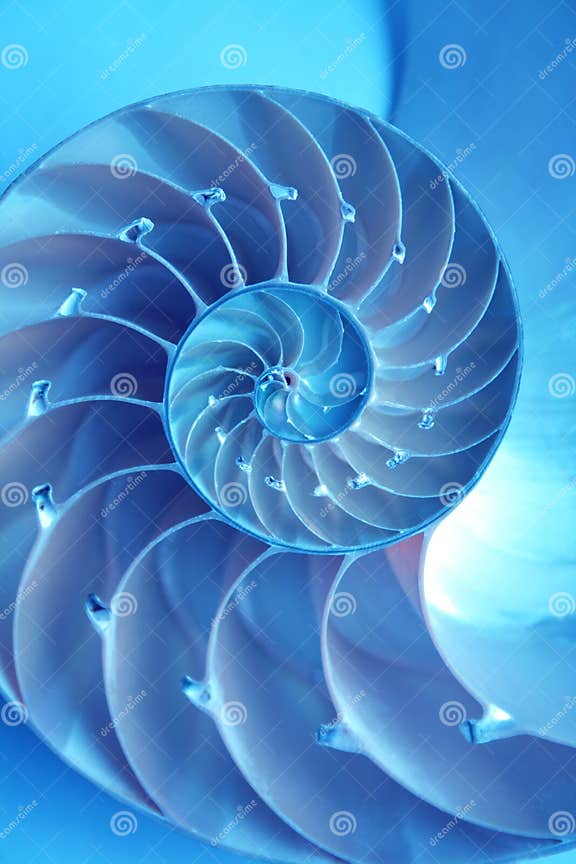 Nautilus shell stock image. Image of aquatic, mother, backgrounds - 6330891