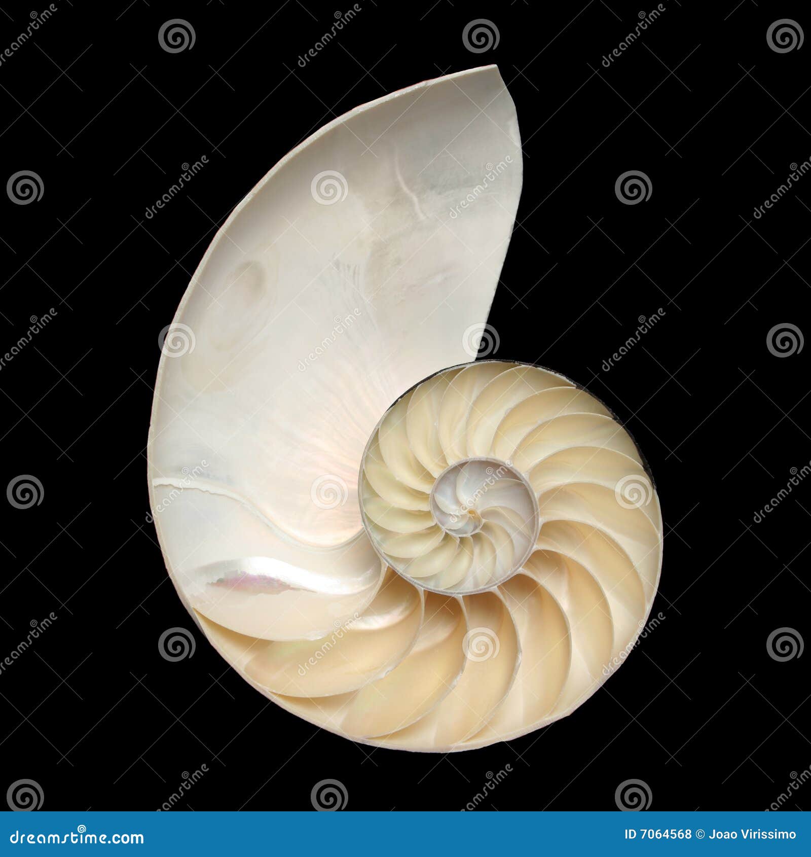Nautilus shell stock photo. Image of aquatic, chambered - 7064568