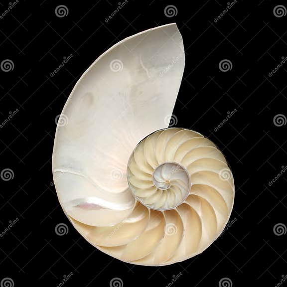 Nautilus shell stock photo. Image of aquatic, chambered - 7064568