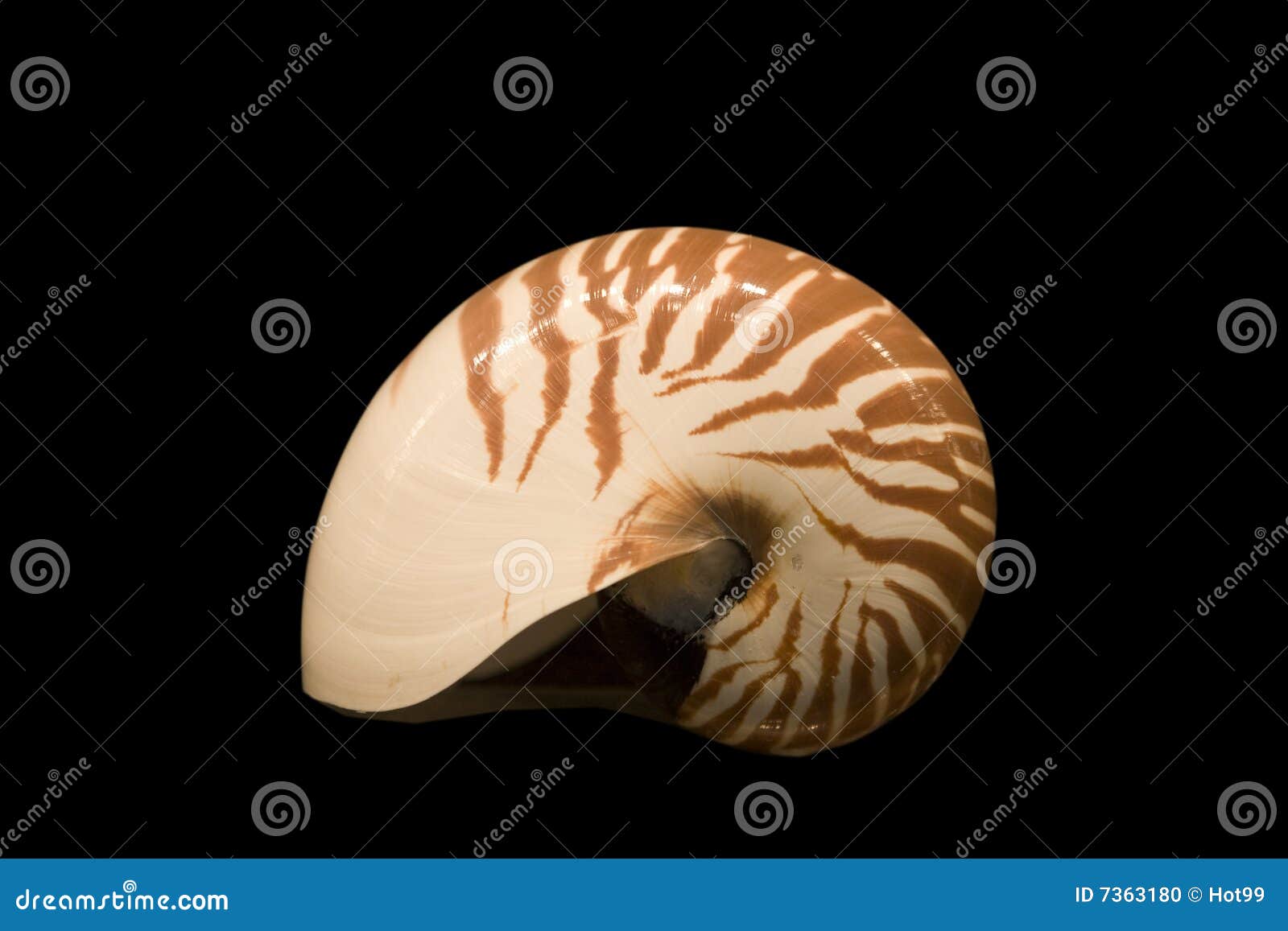 Nautilus shell stock photo. Image of beach, mollusk, biology - 7363180