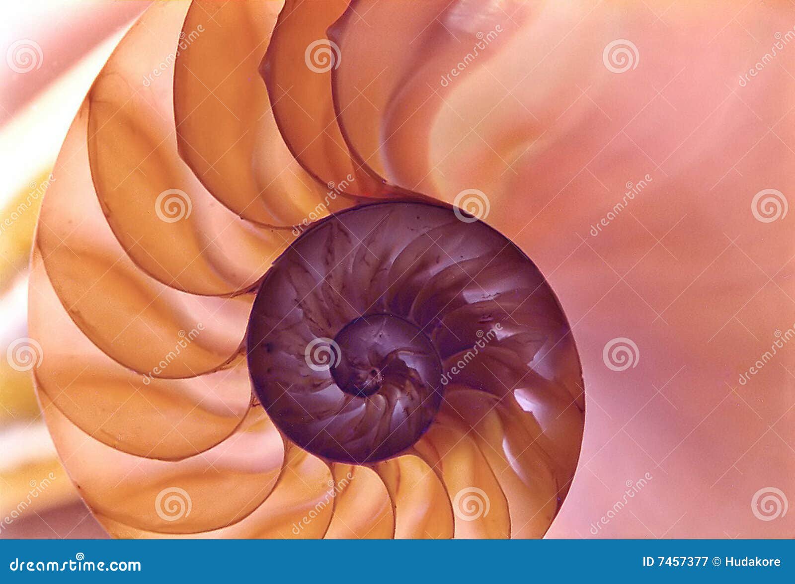 Nautilus Shell Fibonacci Symmetry Cross Section Spiral Structure Growth ...