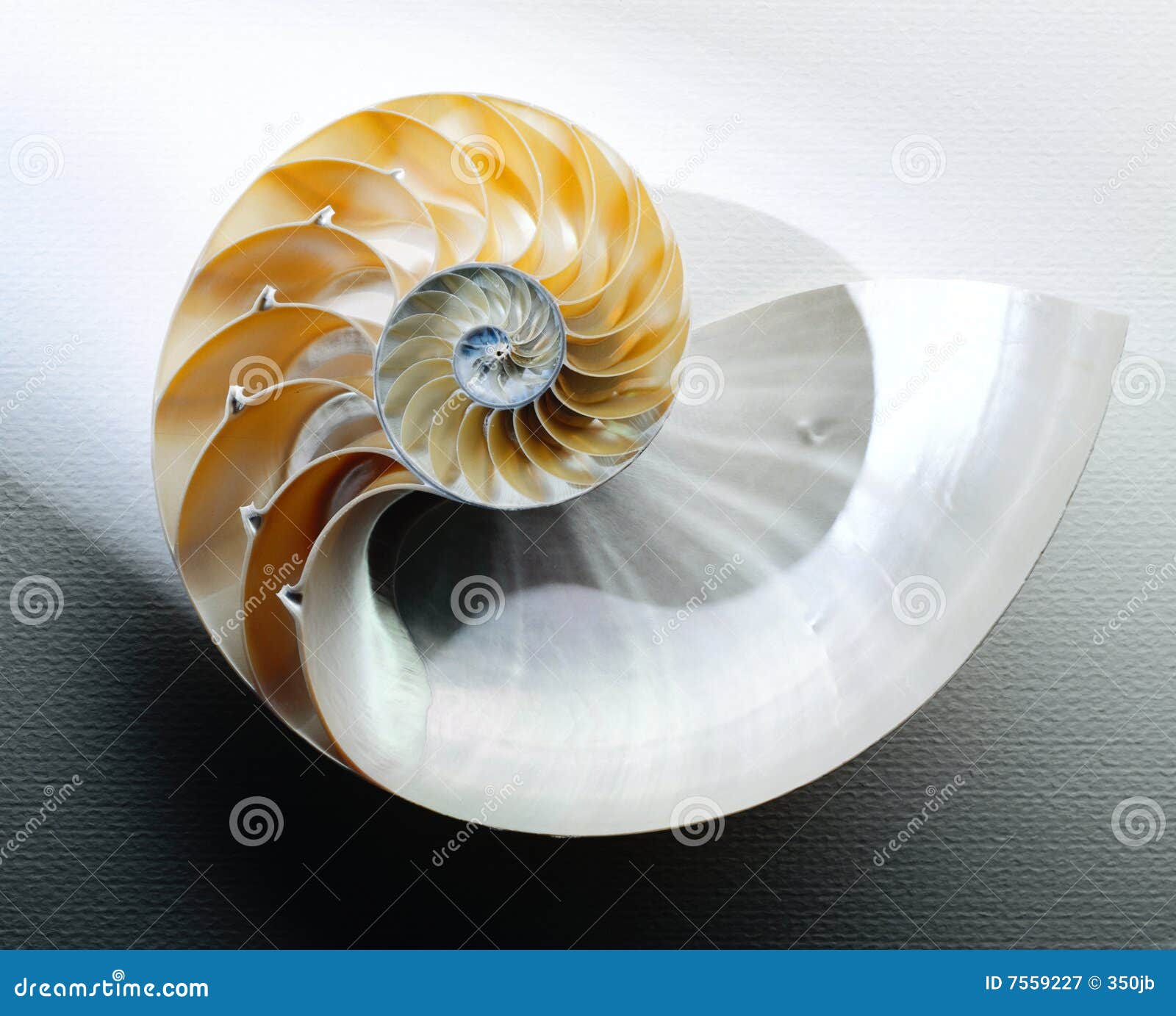 Nautilus Shell stock image. Image of concept, texture - 7559227