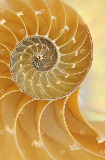 Nautilus Shell stock image. Image of abstract, nautilus - 8071979