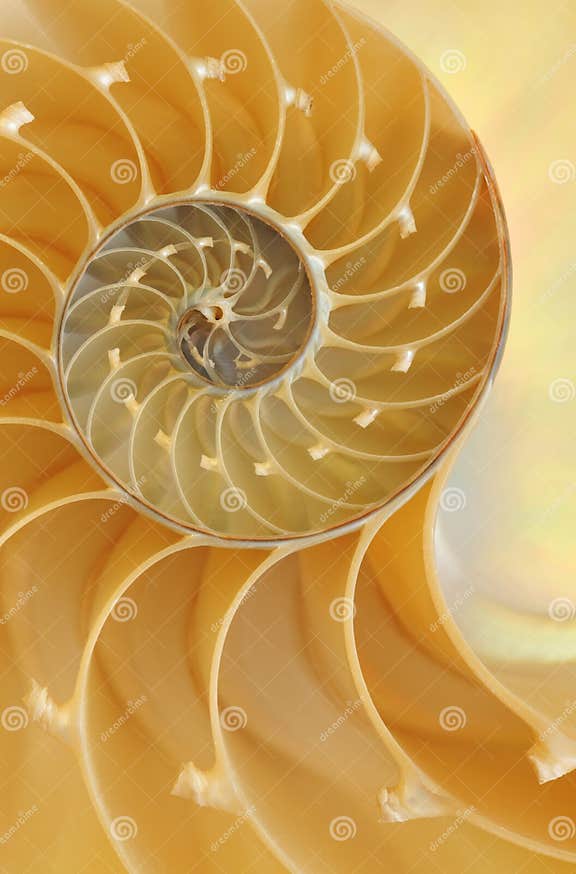 Nautilus Shell stock image. Image of abstract, nautilus - 8071979