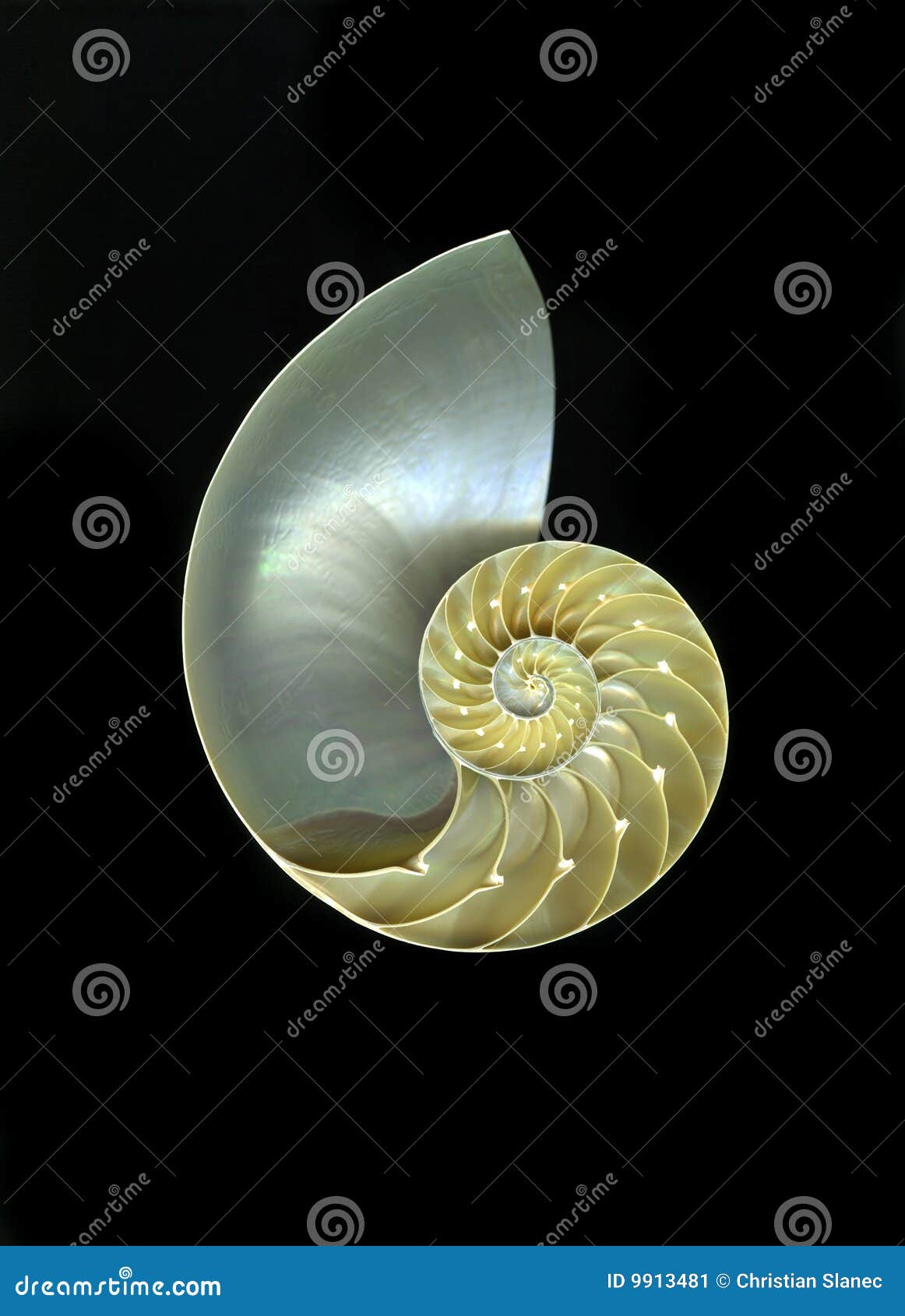 Nautilus shell stock image. Image of sliced, nautilus - 9913481