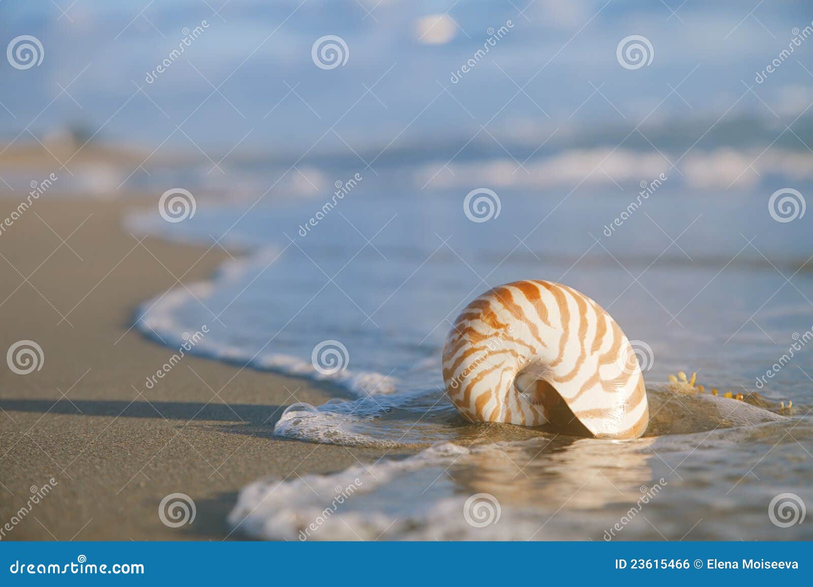 Nautilus Shell on Beach and Blue Sea Stock Photo - Image of away ...