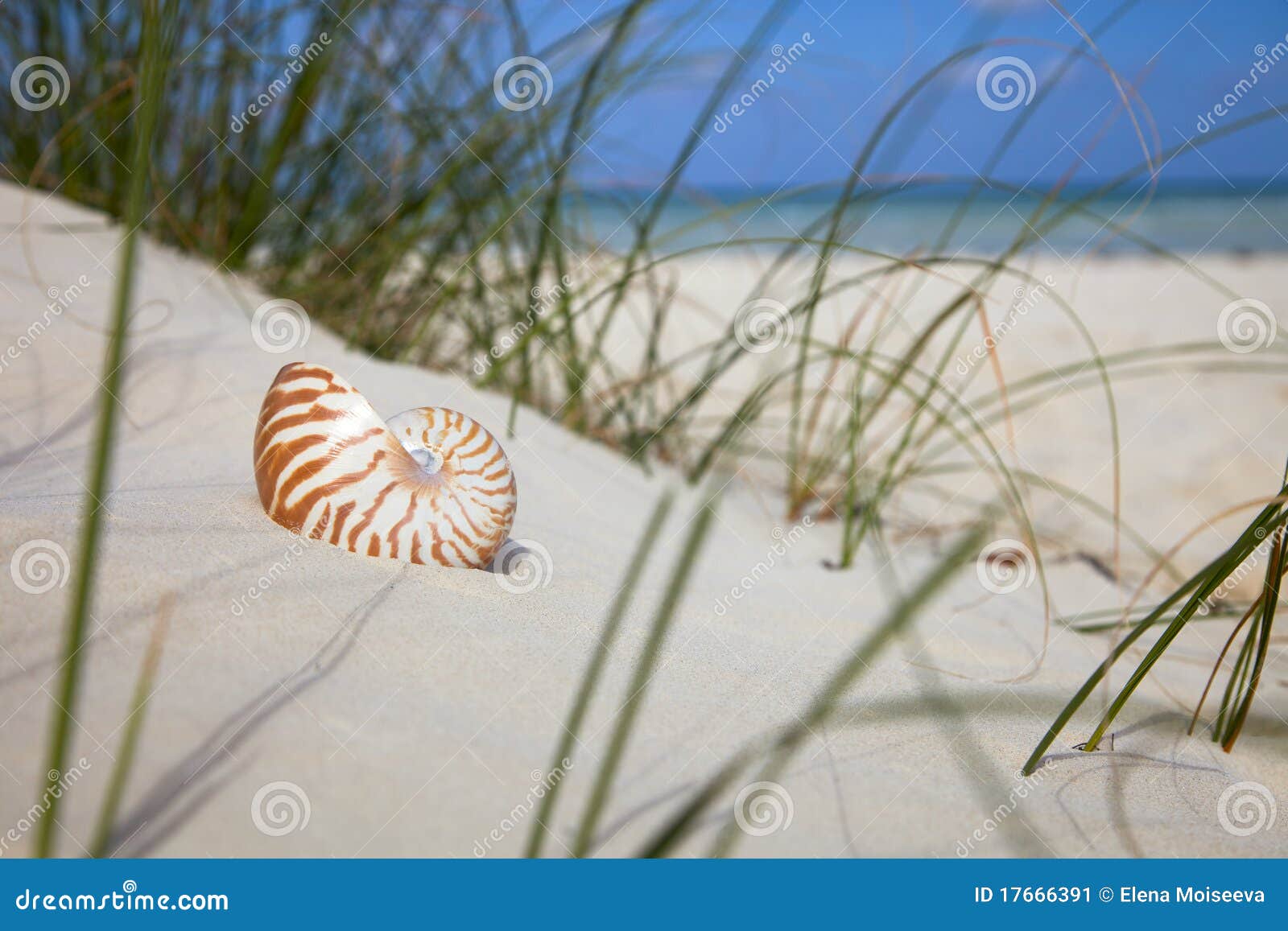 Nautilus Shell on Beach Grass and Tropical Sea Stock Image - Image of ...