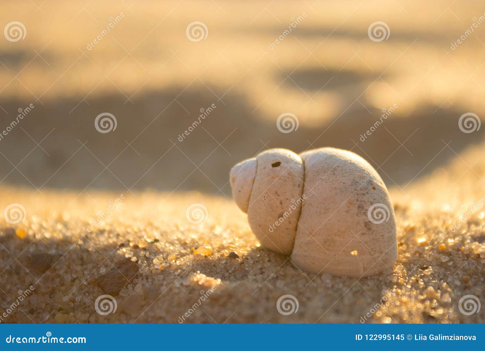 Nautilus Shell on a Beach Sand Stock Image - Image of animal, nautilus ...