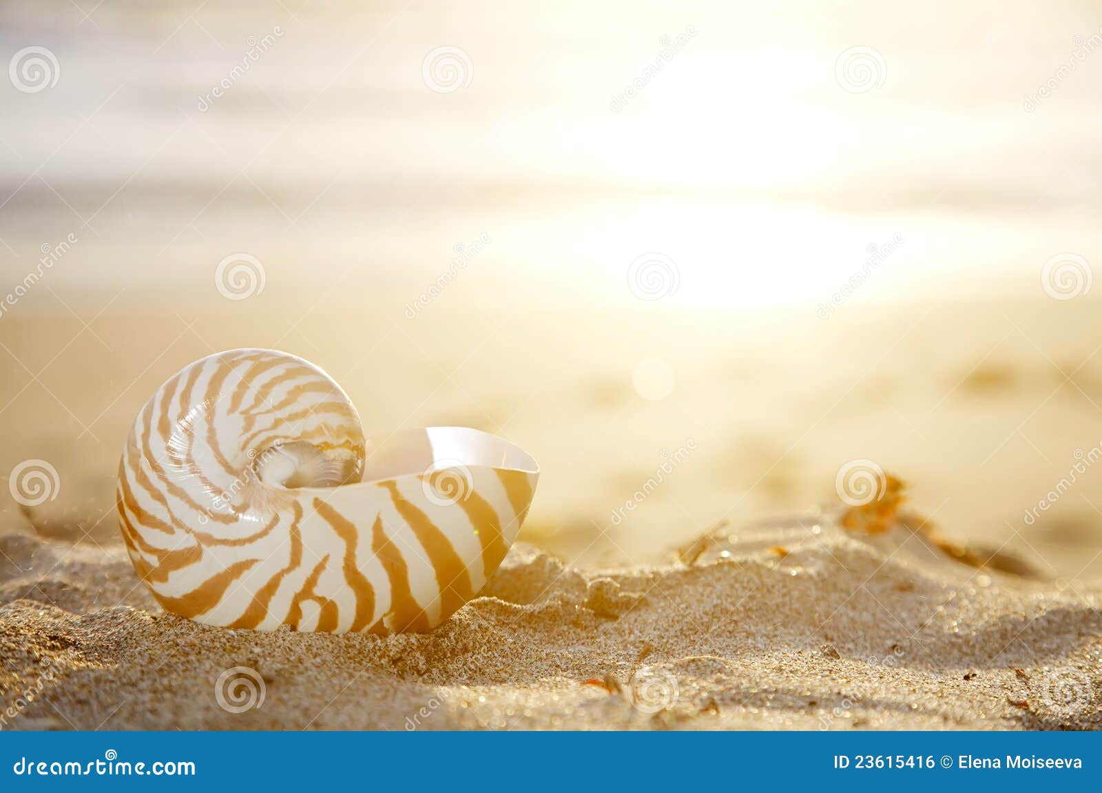 Nautilus Shell on Beach and Sun Beams Stock Photo - Image of leisure ...