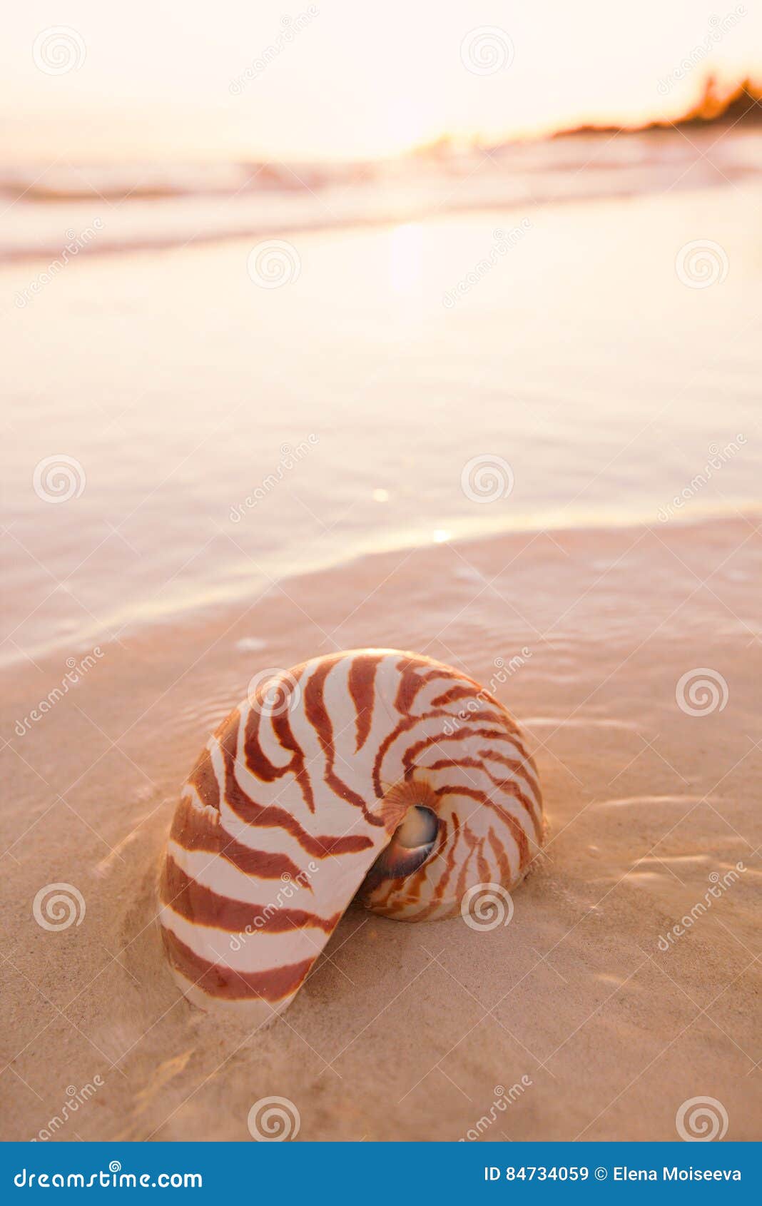 Nautilus Shell on Beach in Sunrise Light, Seascape Stock Image - Image ...