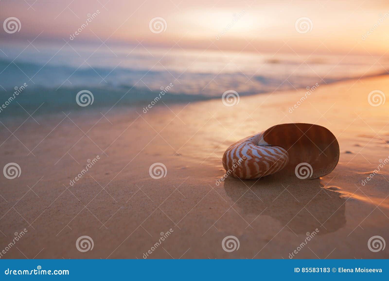 Nautilus Shell on Beach in Sunrise Light, Seascape Stock Image - Image ...