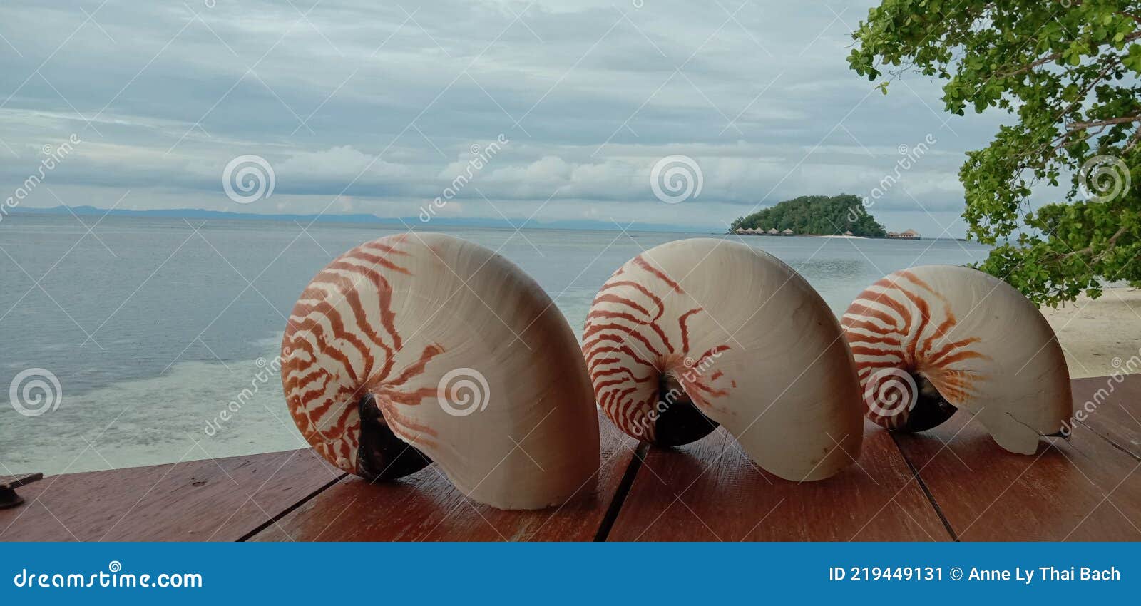 Nautilus Shell Big White and Orange Stripes and Nice Tropical ...