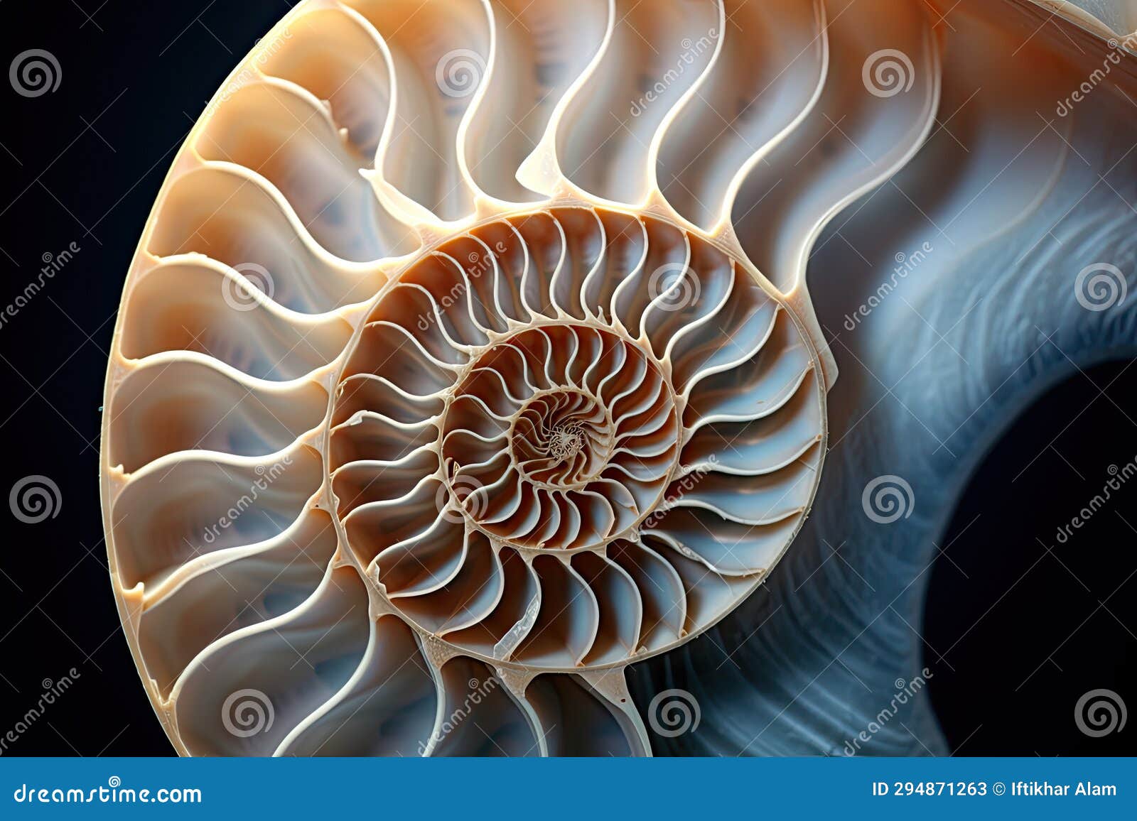 Nautilus Shell on Black Background, Computer Generated Abstract ...