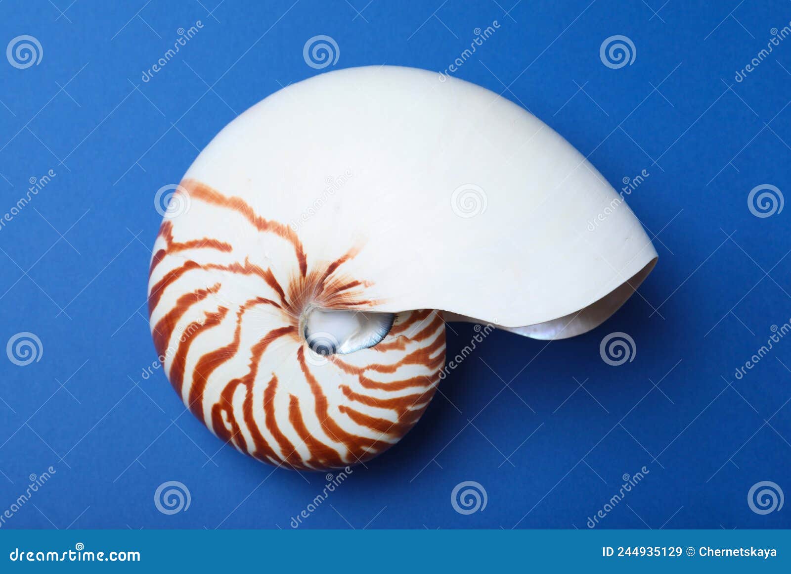 Nautilus Shell on Blue Background, Top View Stock Image - Image of ...