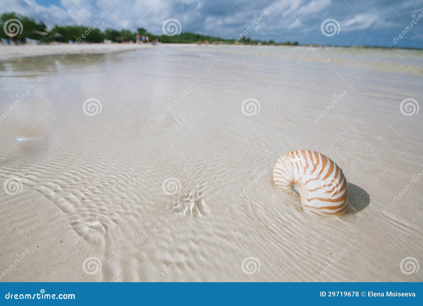 Nautilus Shell in Blue Sea Wave Stock Photo - Image of object, clouds ...