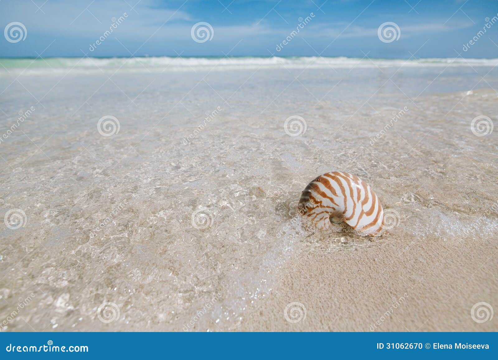 Nautilus Shell in Blue Sea Wave Stock Photo - Image of space, copy ...