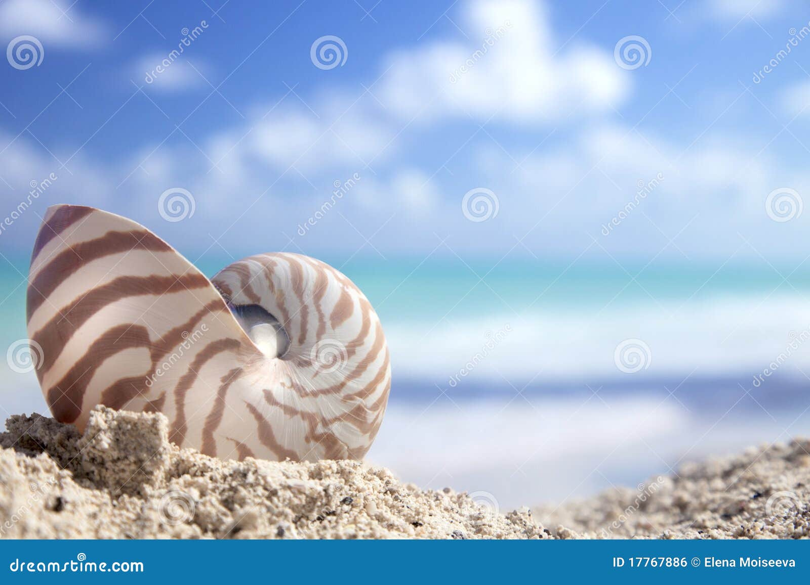 Nautilus Shell on a Caribbean Beach Stock Photo - Image of space, shell ...