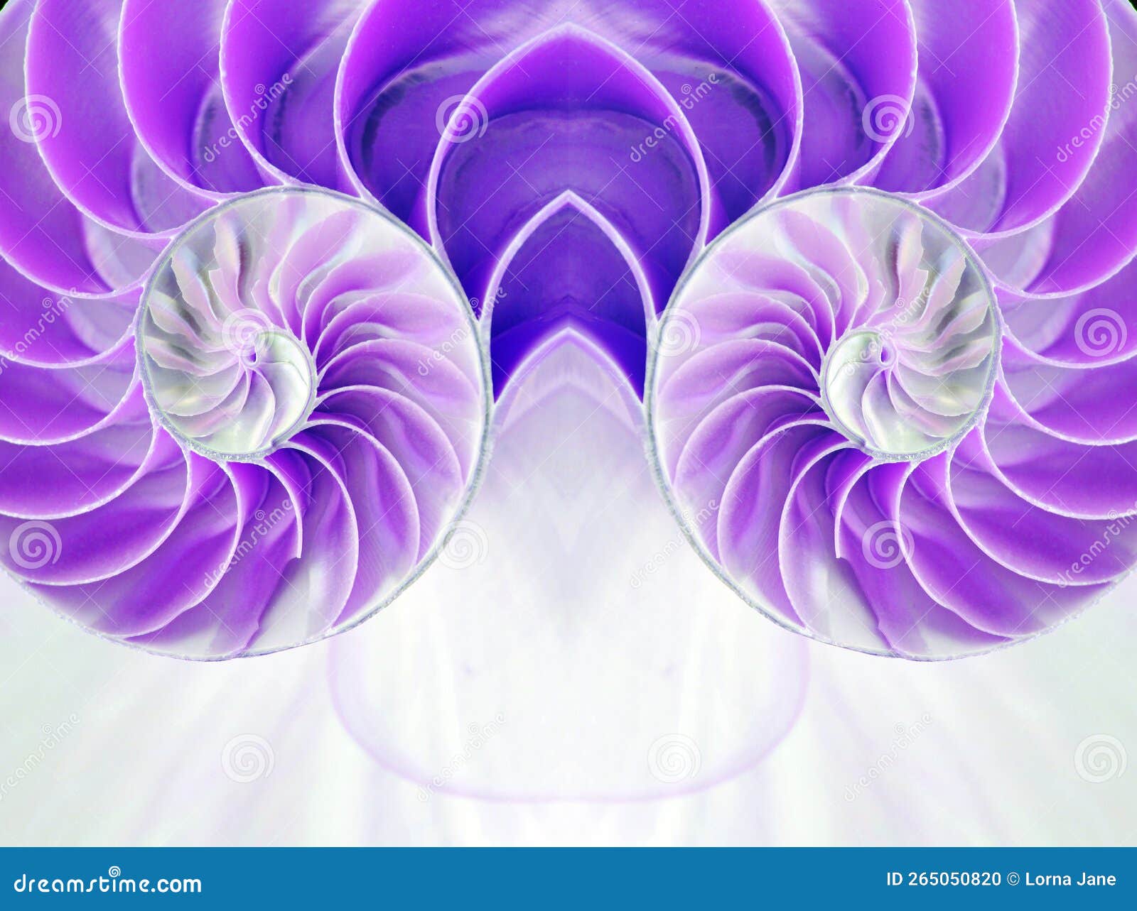 Nautilus Shell Symmetry Fibonacci Half Cross Section Spiral Golden ...