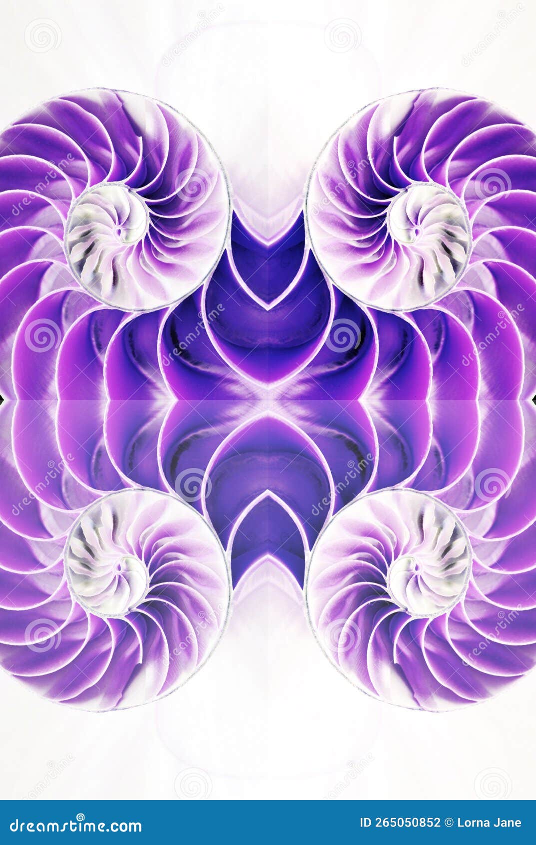 Nautilus Shell Symmetry Fibonacci Half Cross Section Spiral Golden ...