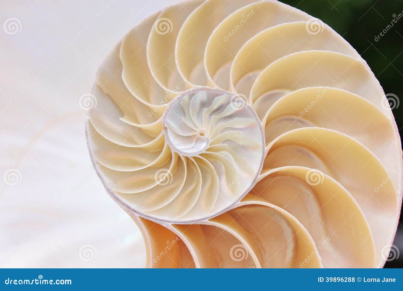 Photograph Of Shell Details With Uniform Background. Royalty-Free Stock ...