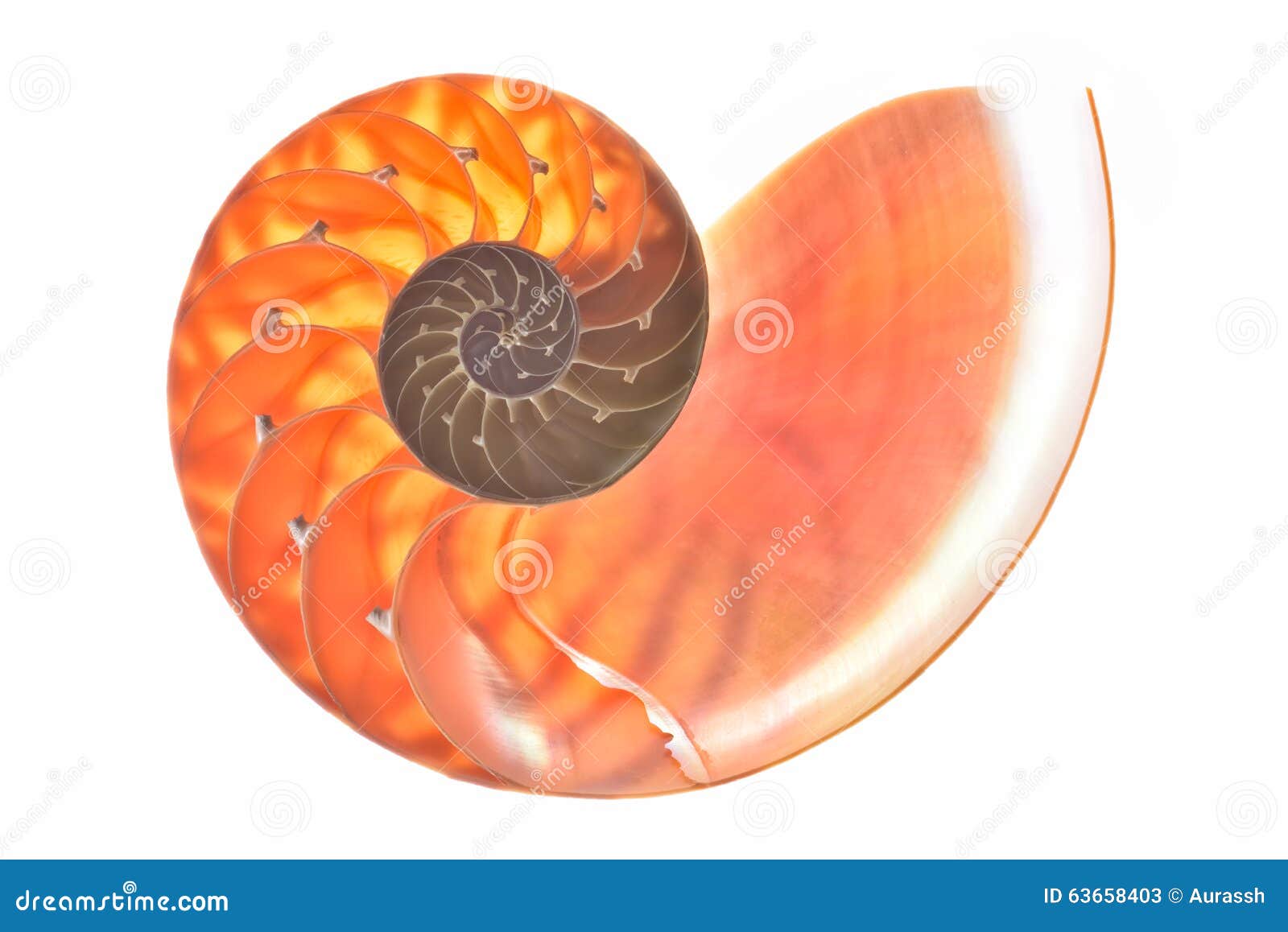 Nautilus Shell Cross Section Spiral Stock Image - Image of fossil ...