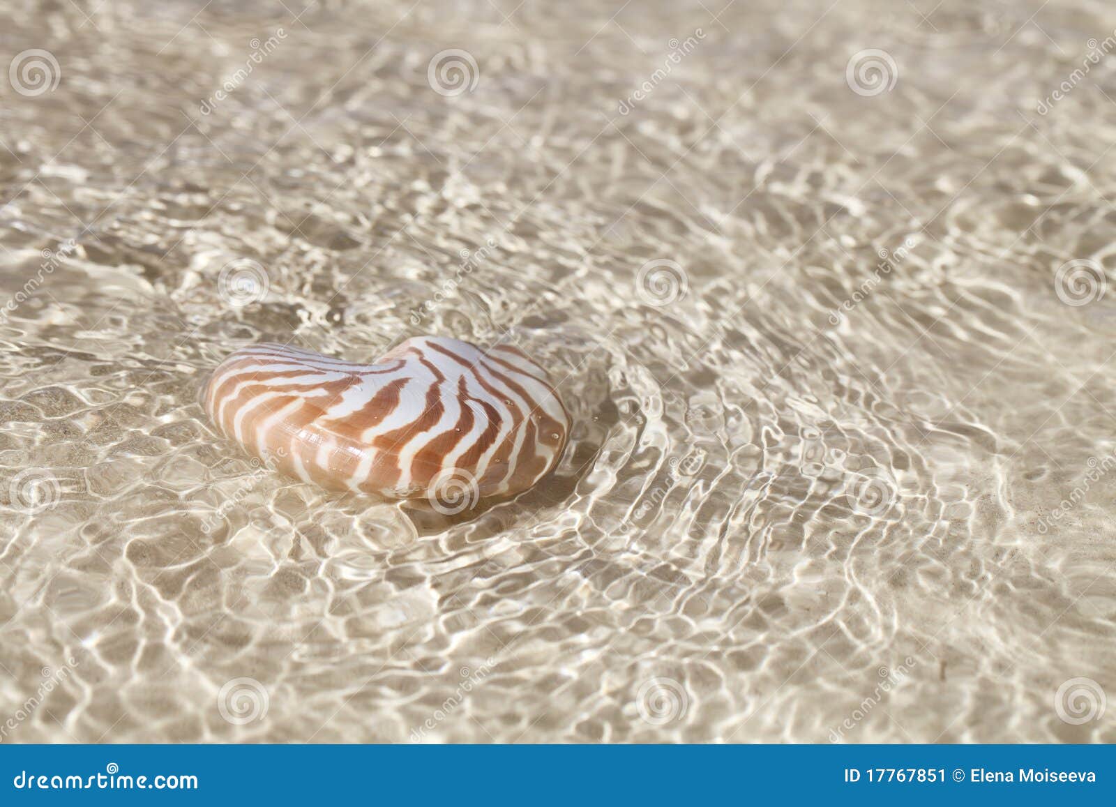 Nautilus Shell in Crystal Clear Sea Water Stock Image - Image of sandy ...
