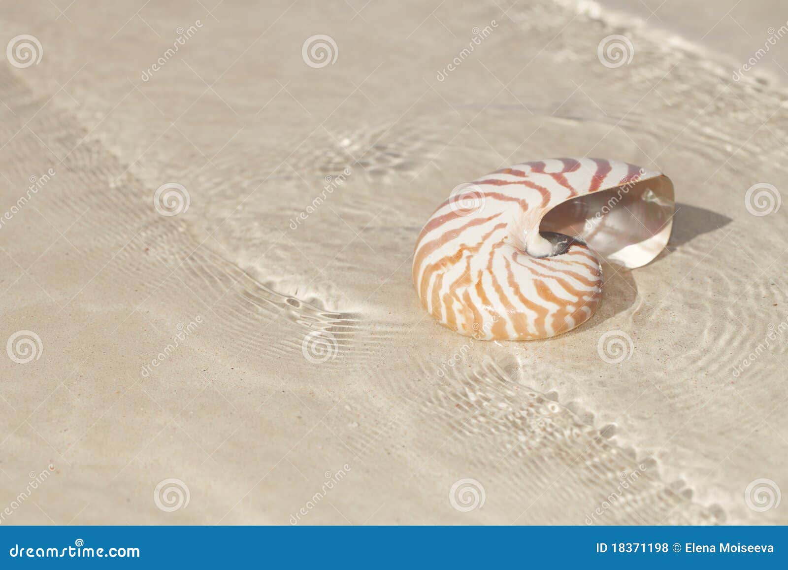 Nautilus Shell in Crystal Clear Sea Water and Sand Stock Photo - Image ...