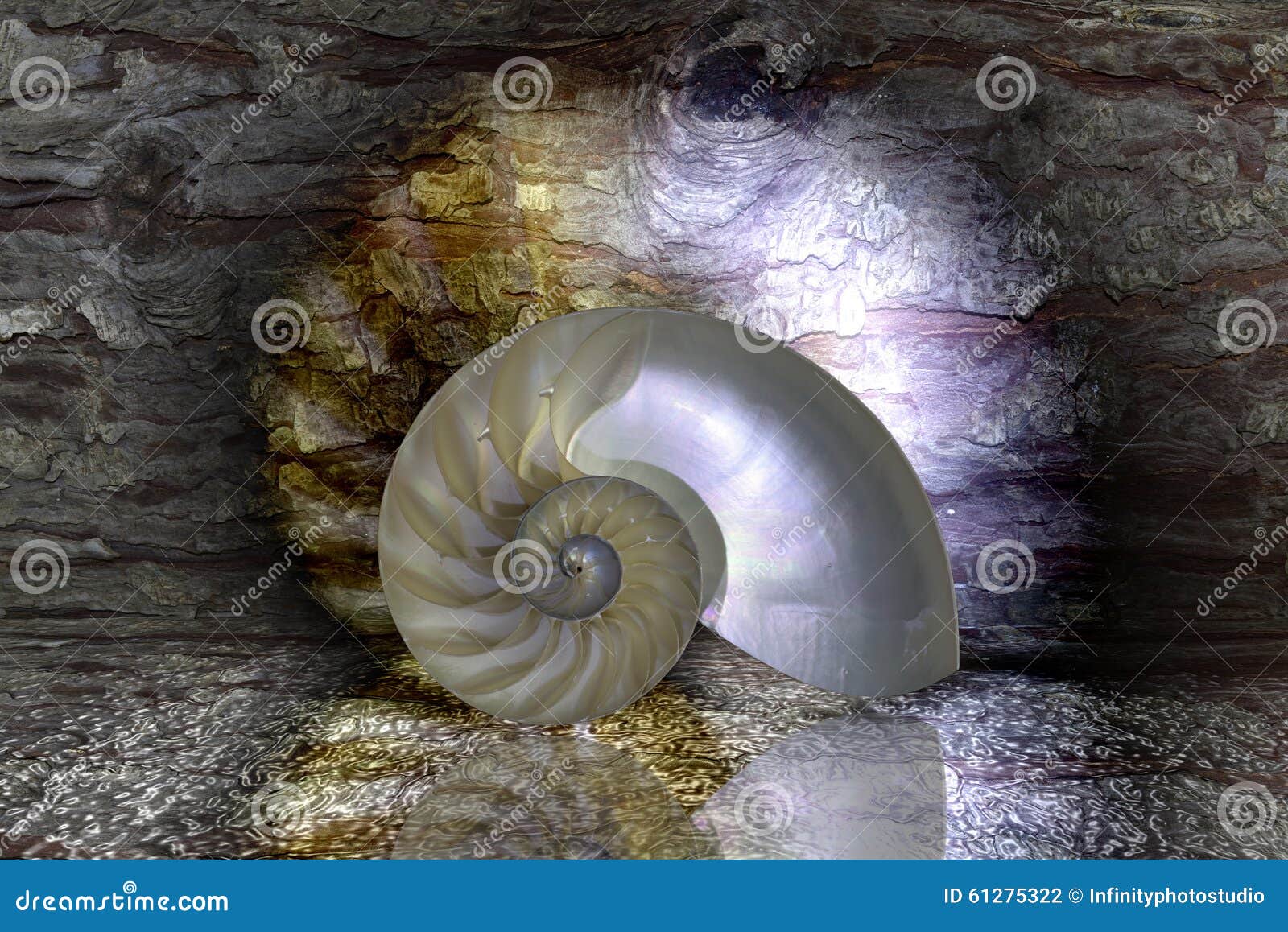 Nautilus shell cut stock photo. Image of curve, soft - 61275322