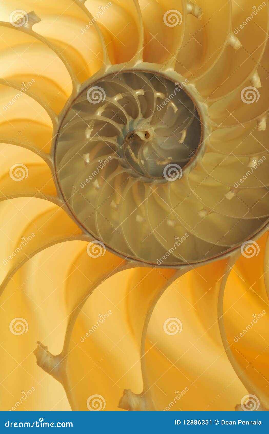 Nautilus Shell Detail stock image. Image of macro, abstract - 12886351