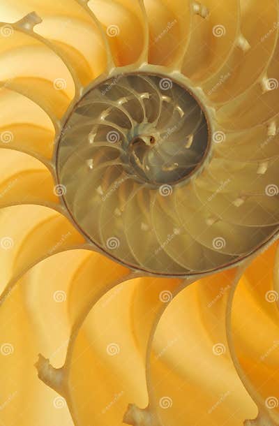 Nautilus Shell Detail stock image. Image of macro, abstract - 12886351