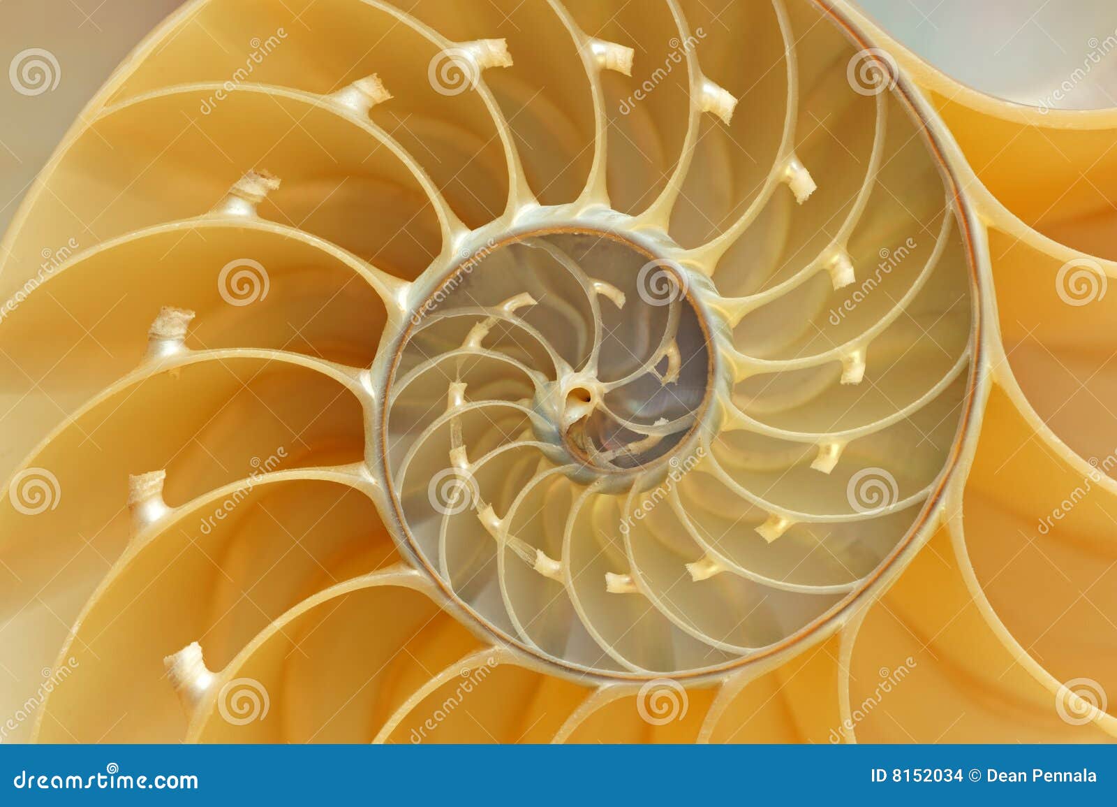 Nautilus Shell Detail stock photo. Image of ocean, shell - 8152034