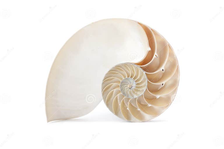 Nautilus Shell and Famous Geometric Pattern Stock Photo - Image of ...