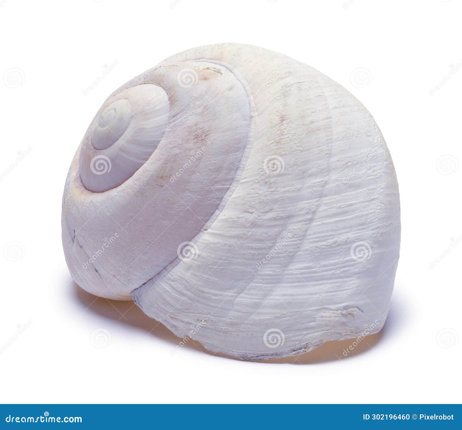 Nautilus Shell Front stock photo. Image of snail, spiral - 302196460