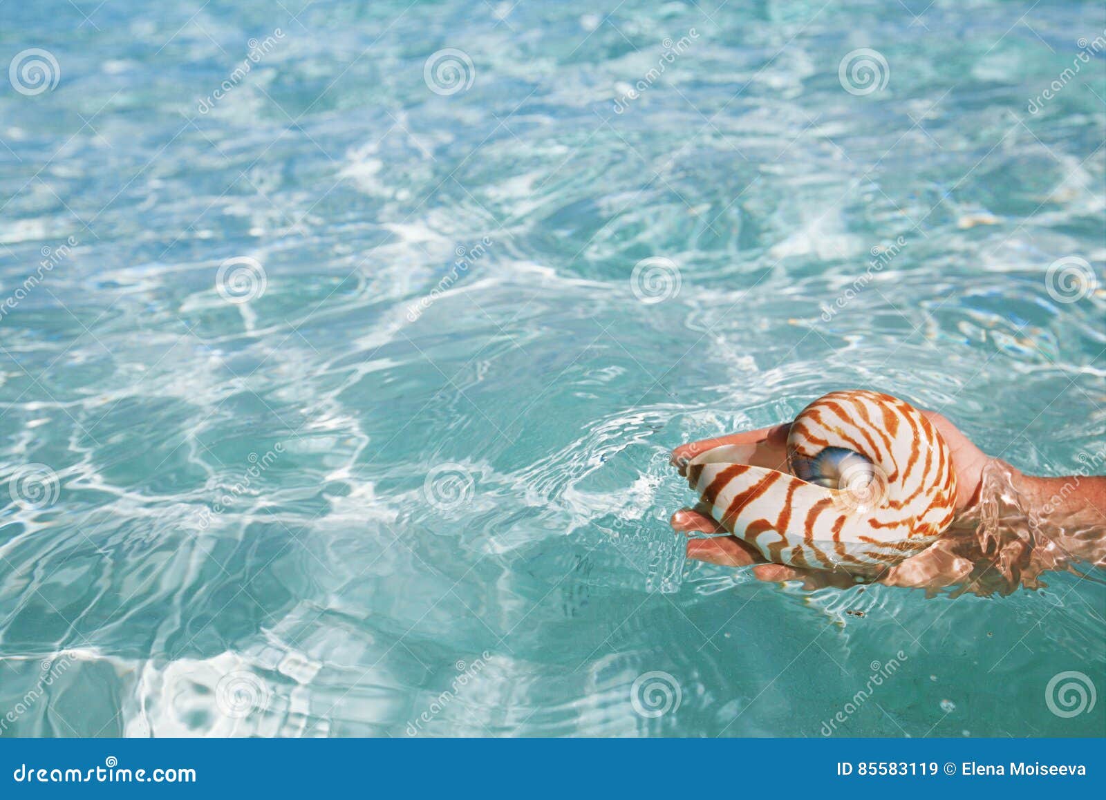 Nautilus Shell in Hand and Blue Sea Waves Stock Image - Image of ocean ...