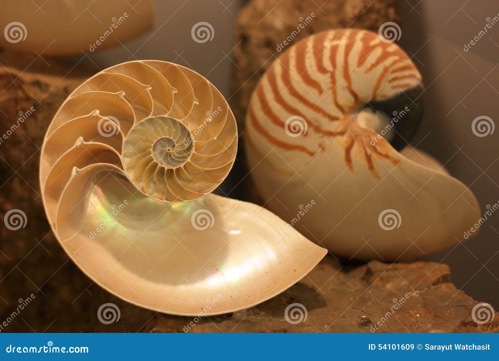 Nautilus shell stock image. Image of shell, nautilus - 54101609