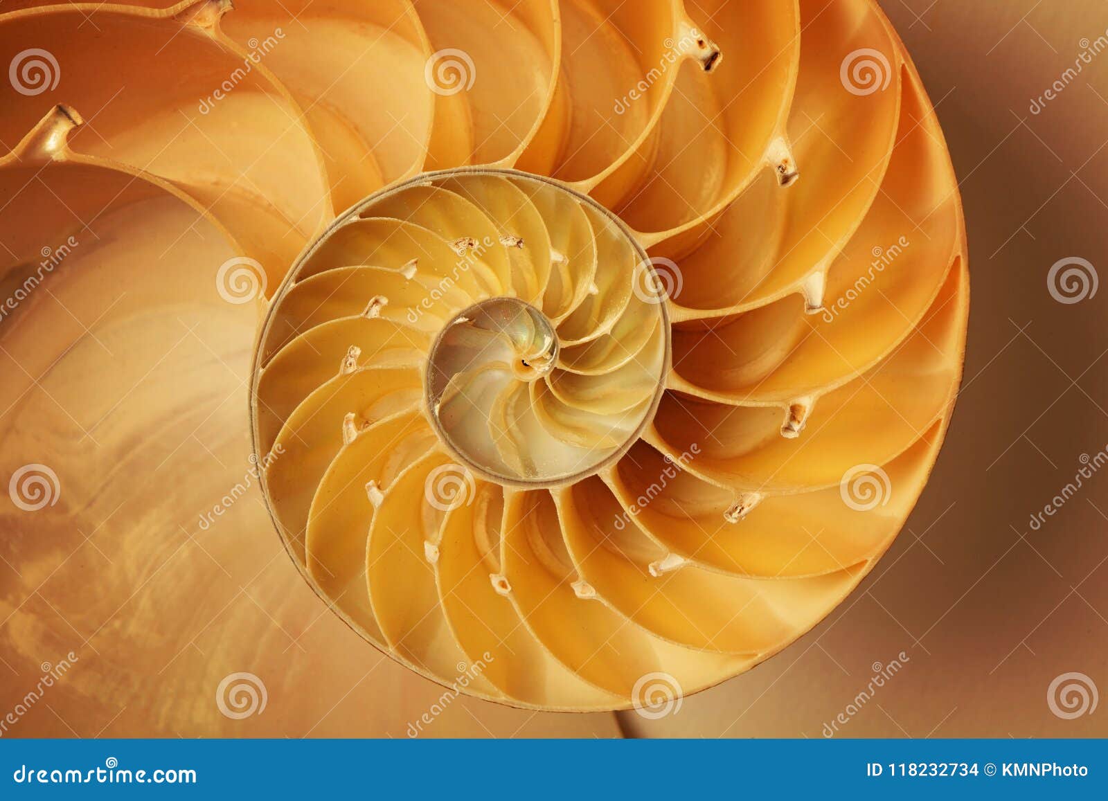 Snail Shell Inside