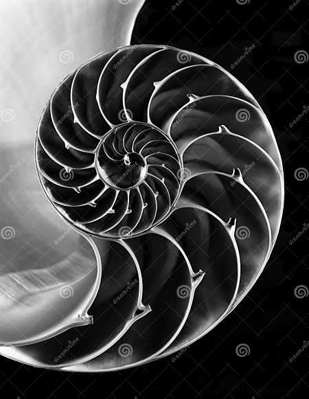 Nautilus shell interior stock photo. Image of cephalopod - 6814490