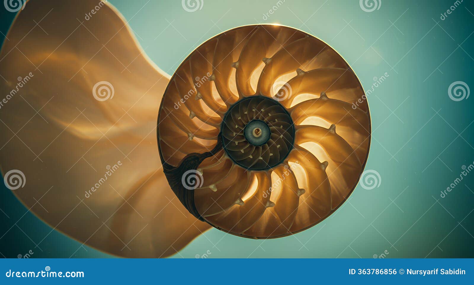 Nautilus Shell Interior Showing Chambered Structure And Spiral Pattern ...