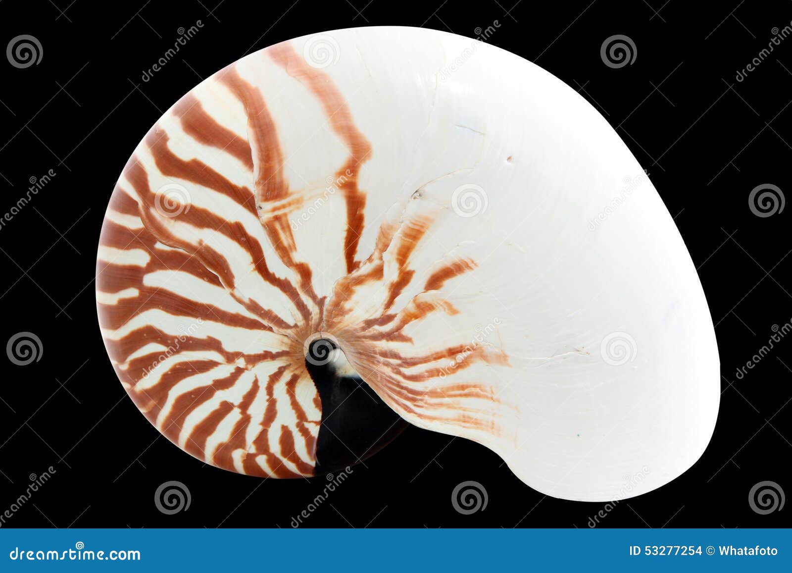 Nautilus shell stock photo. Image of nautilidae, oceanic - 53277254