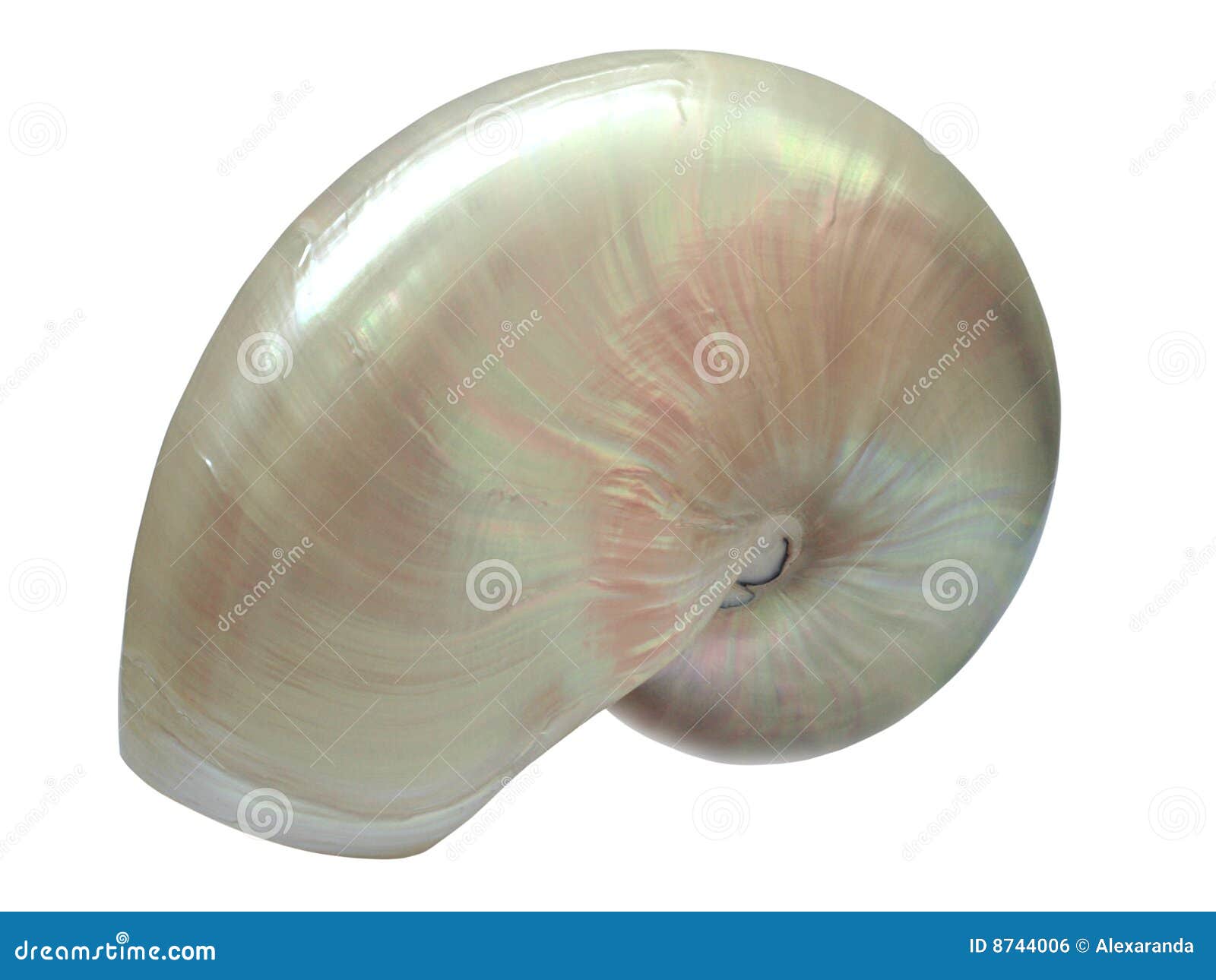 Nautilus Shell Isolated on White Stock Photo - Image of seashell ...