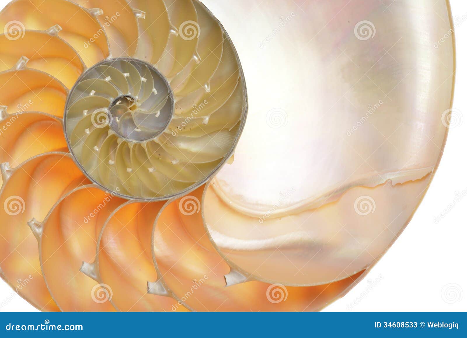 Nautilus shell stock image. Image of extreme, animal - 34608533