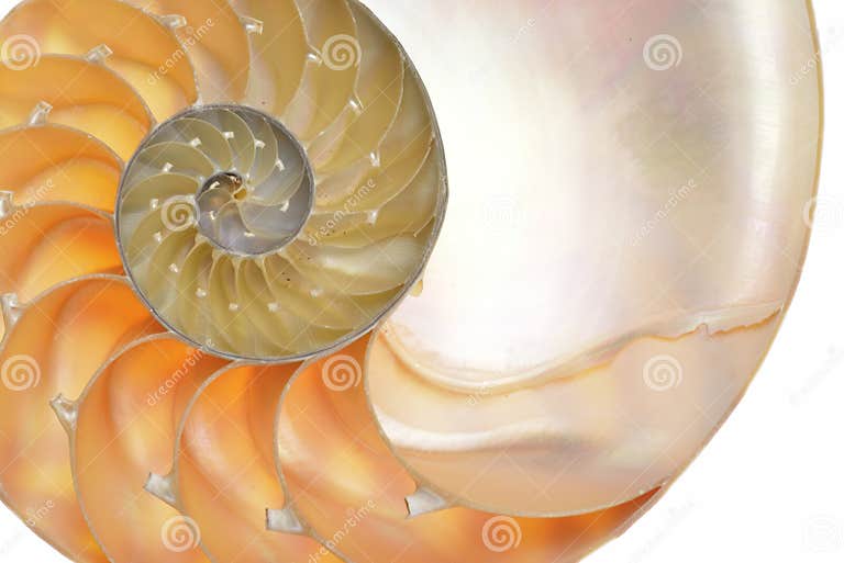 Nautilus shell stock image. Image of extreme, animal - 34608533