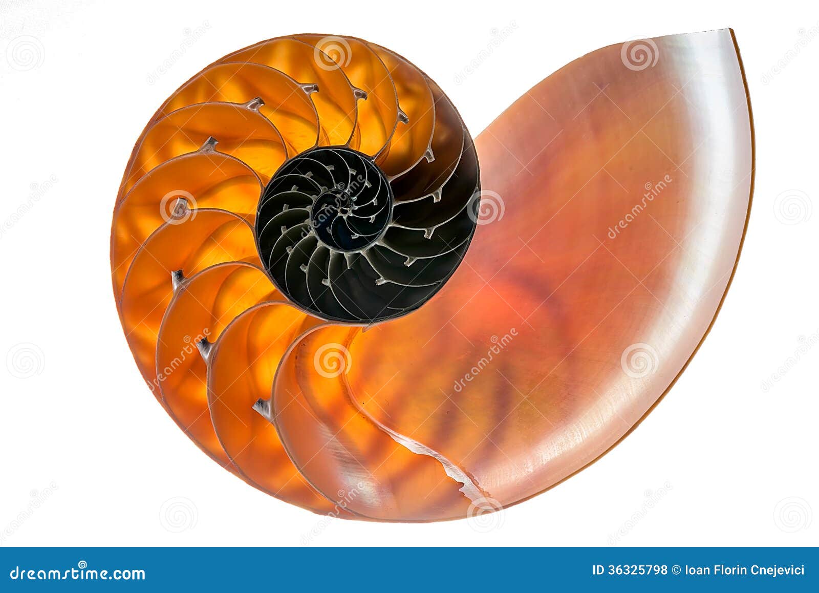 Nautilus shell isolated 1 stock photo. Image of biology - 36325798