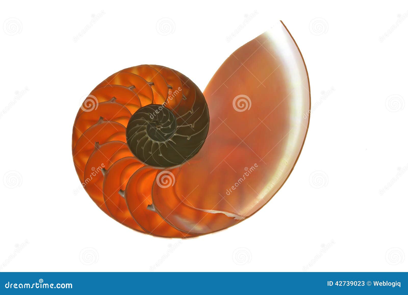 Nautilus shell isolated stock image. Image of cutaway - 42739023