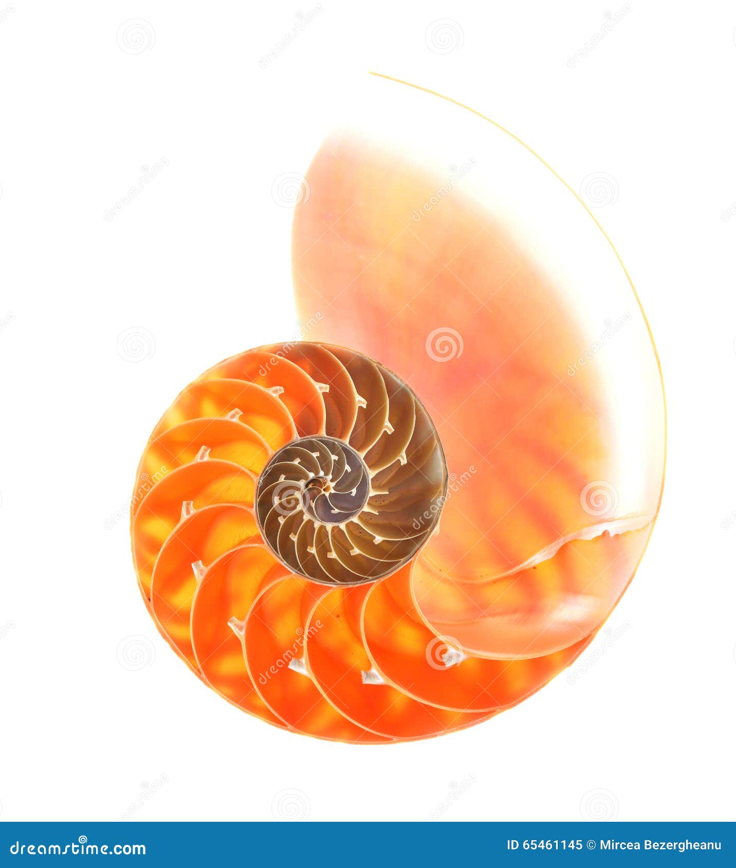 Nautilus Shell Isolated on White Stock Image - Image of seashell ...
