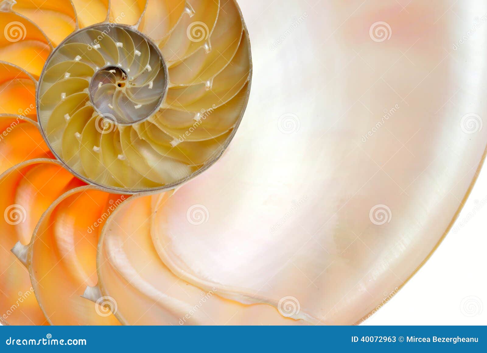 Nautilus Shell Isolated on White Background Stock Image - Image of ...