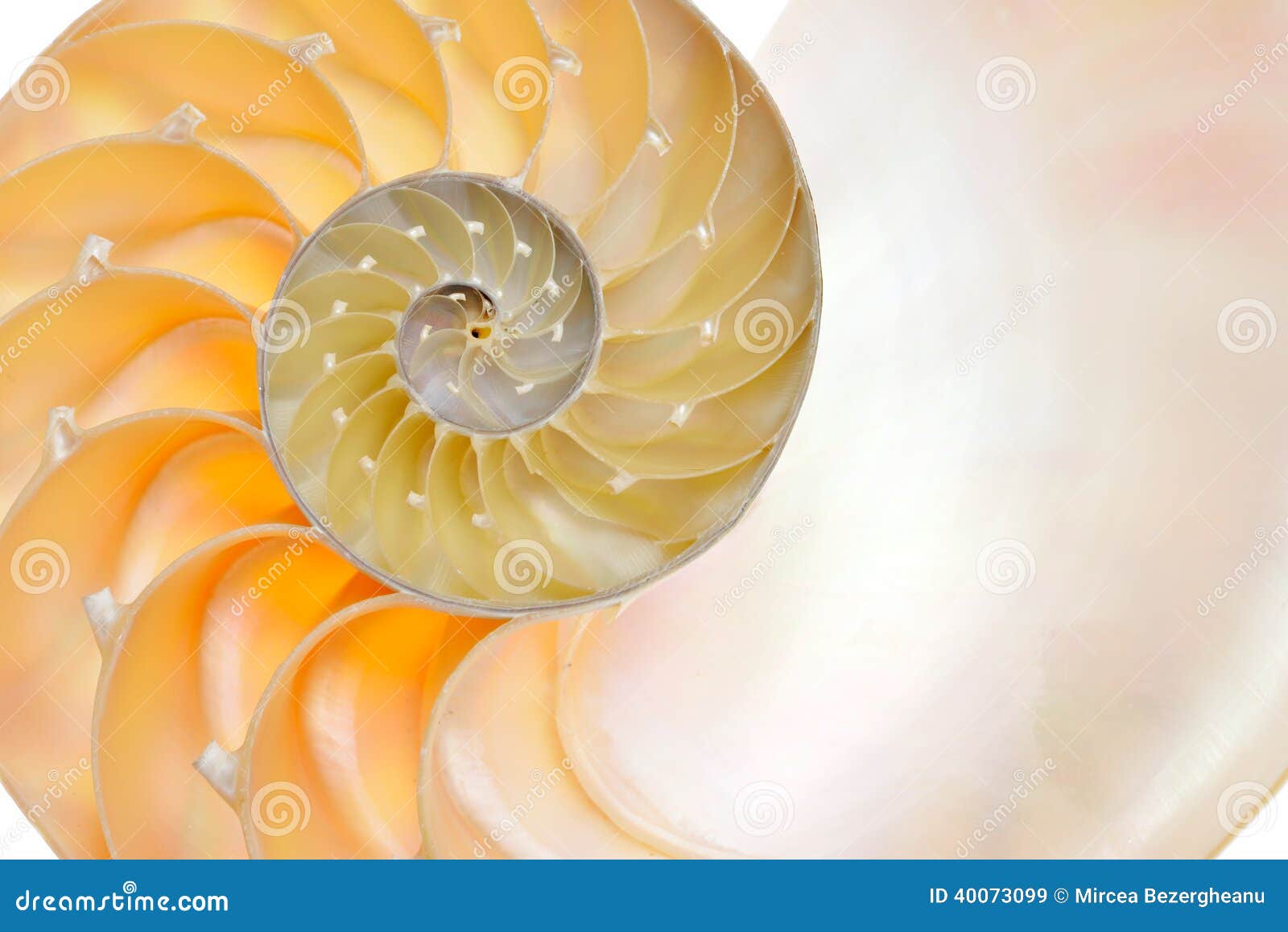 Sea Shell Isolated In Black,Marine Sea Shell In A Studio Setting ...